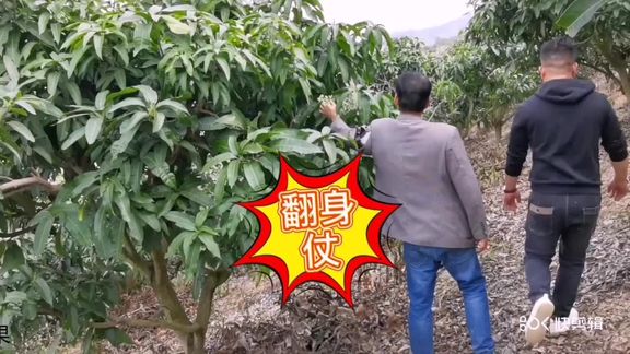 金煌芒角斑病水泡病防控。#芒果栽培管理技术#芒果病虫害防治