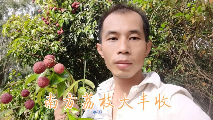 摘荔枝,红彤彤的荔枝看到都想大吃一顿,收获满满的一车回家