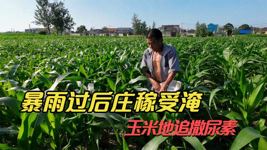 暴雨过后庄稼受淹,老爹下地撒尿素,小伙担心中暑,赶紧叫回家