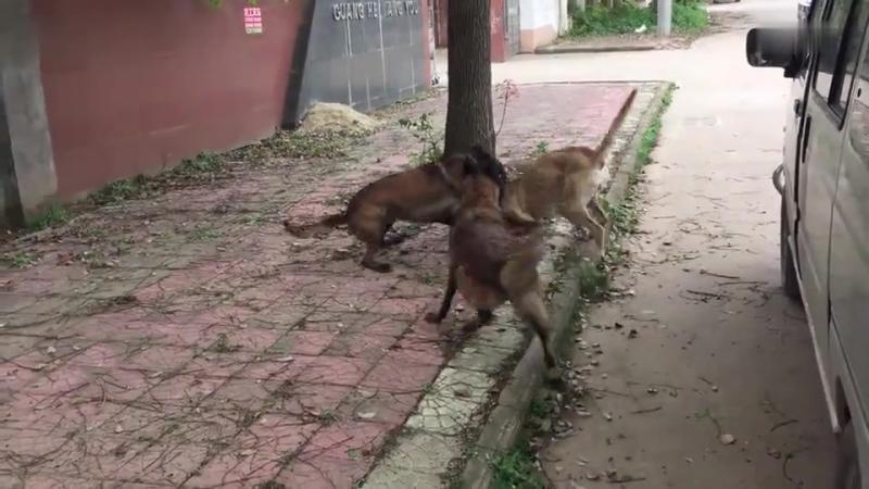 马犬打架有点味道