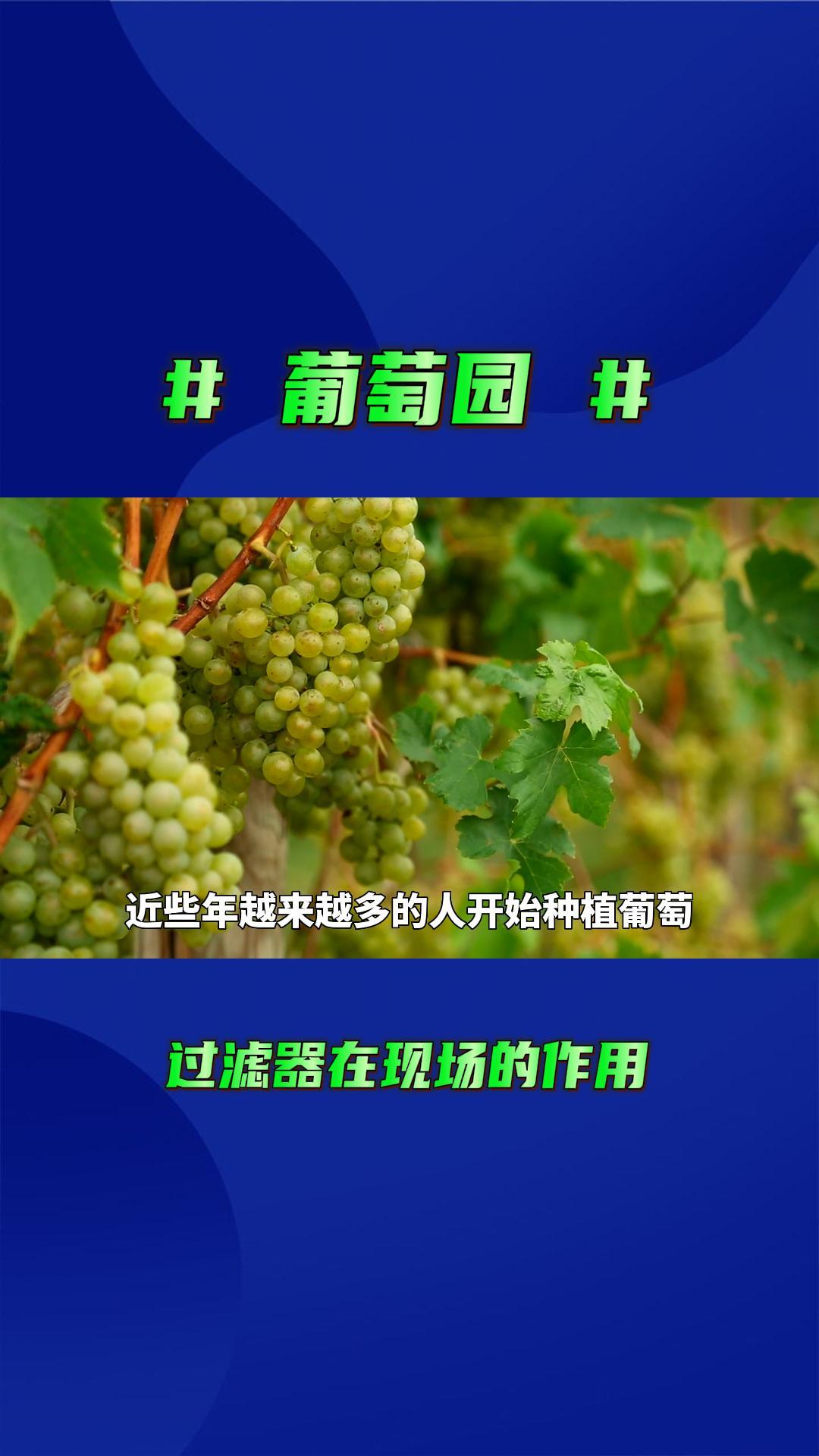 砂石过滤器、叠片过滤器在葡萄园灌溉系统中的使用。