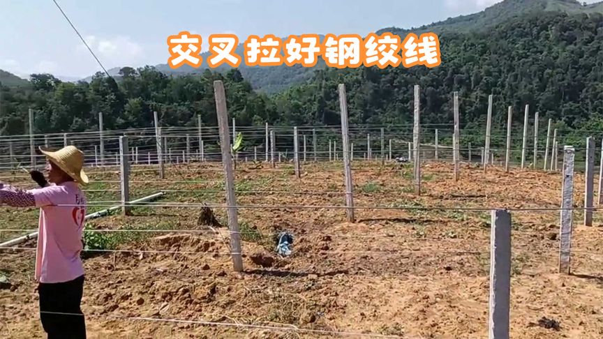 农场的日常工作之一,拉好钢绞线,防止被风吹倒