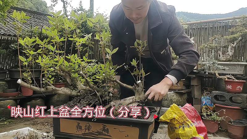 映山红熟桩上盆全方面,个人经验大家参考一下!