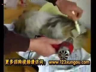 纯种藏獒和狗打架视频 纯种藏獒巴乌视频