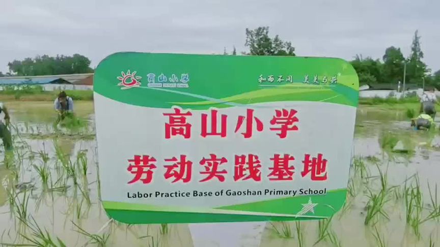 劳动实践,我们是认真的!#插秧