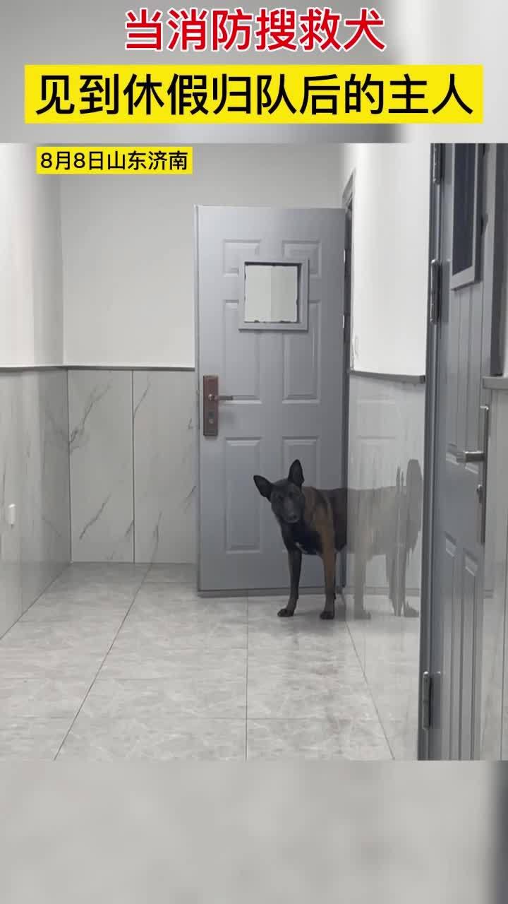 #搜救犬当消防搜救犬见到休假归队的主人,差点认不出了