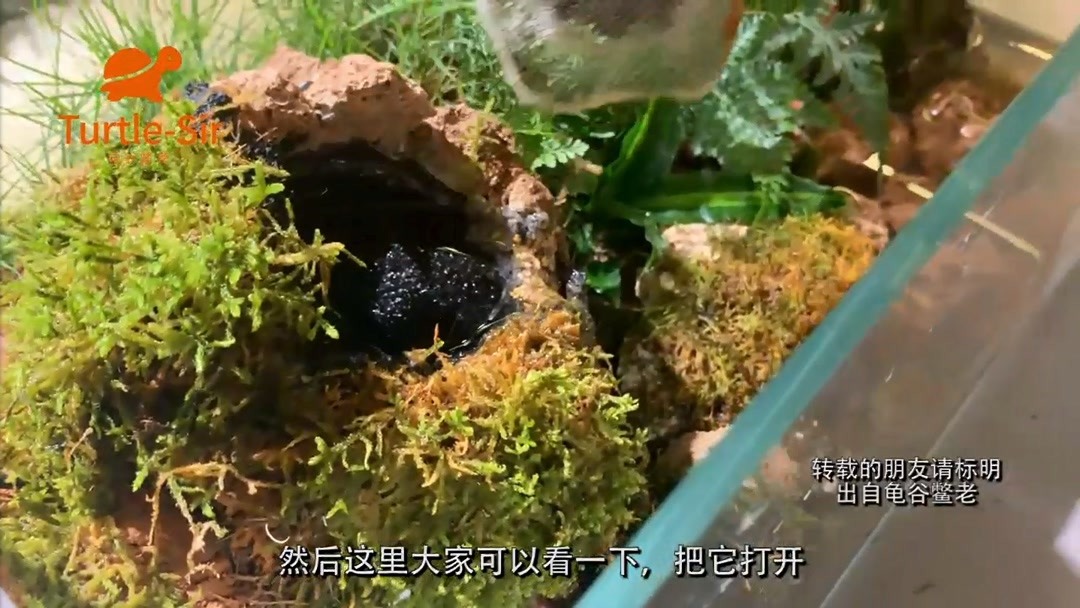 黄缘闭壳龟仿原生态缸第三次改进版,上滤加生态过滤-龟谷鳖老