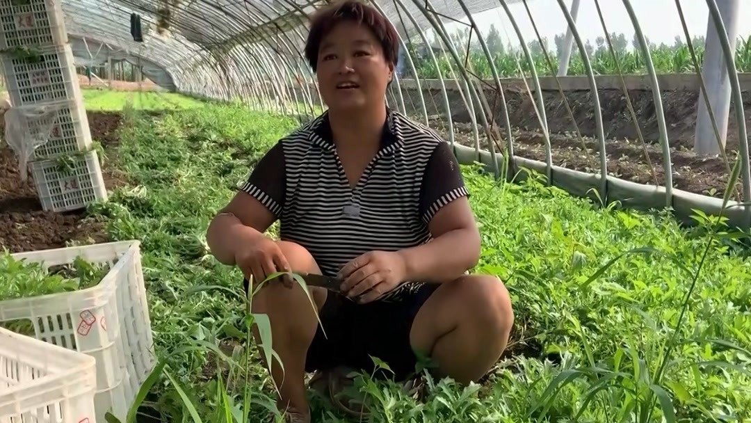 建造一个二亩地钢架大棚能花多少钱?几年能回本?听农村大娘咋说