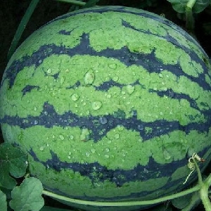 MeLong75 