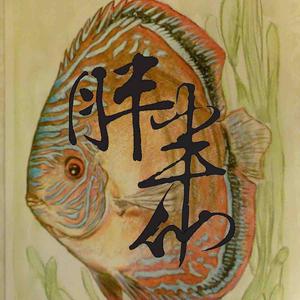 胖半仙七彩神仙鱼 