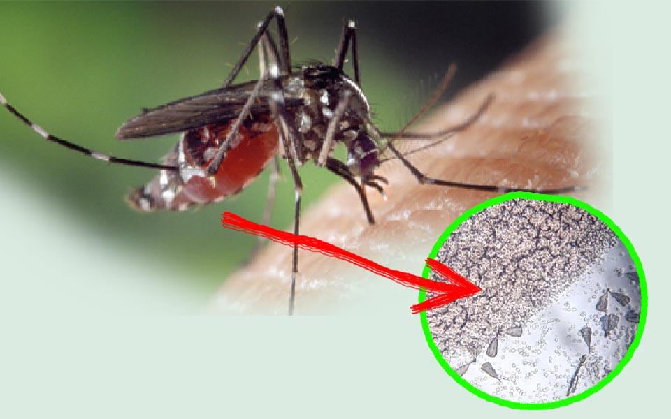 用显微镜将蚊子血放大1000倍,看到的依然是血细胞