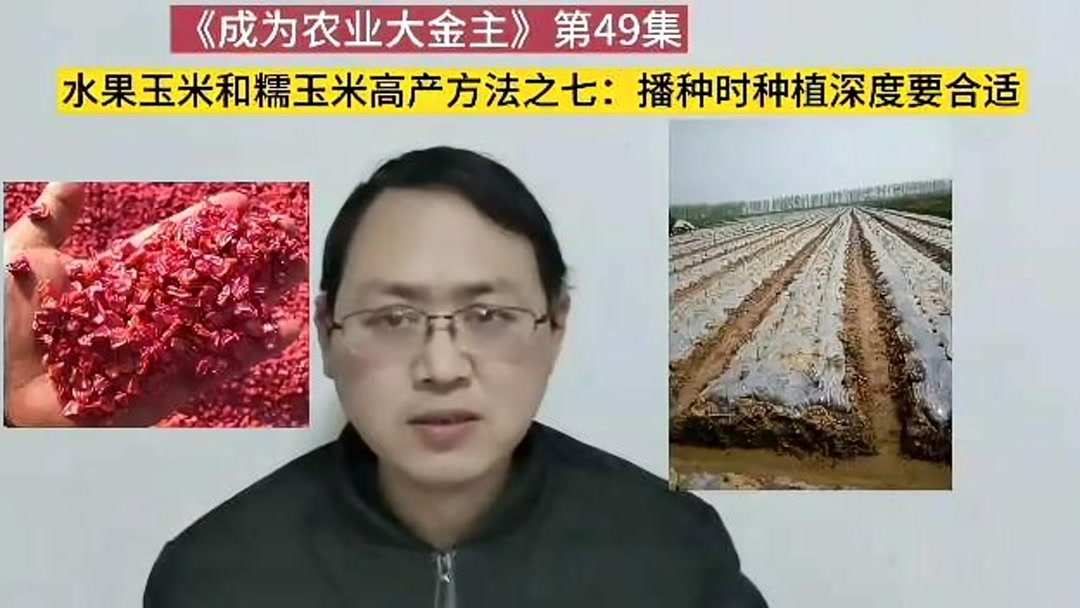水果玉米和糯玉米高产方法之七:在播种时,种子的种植深度要合适