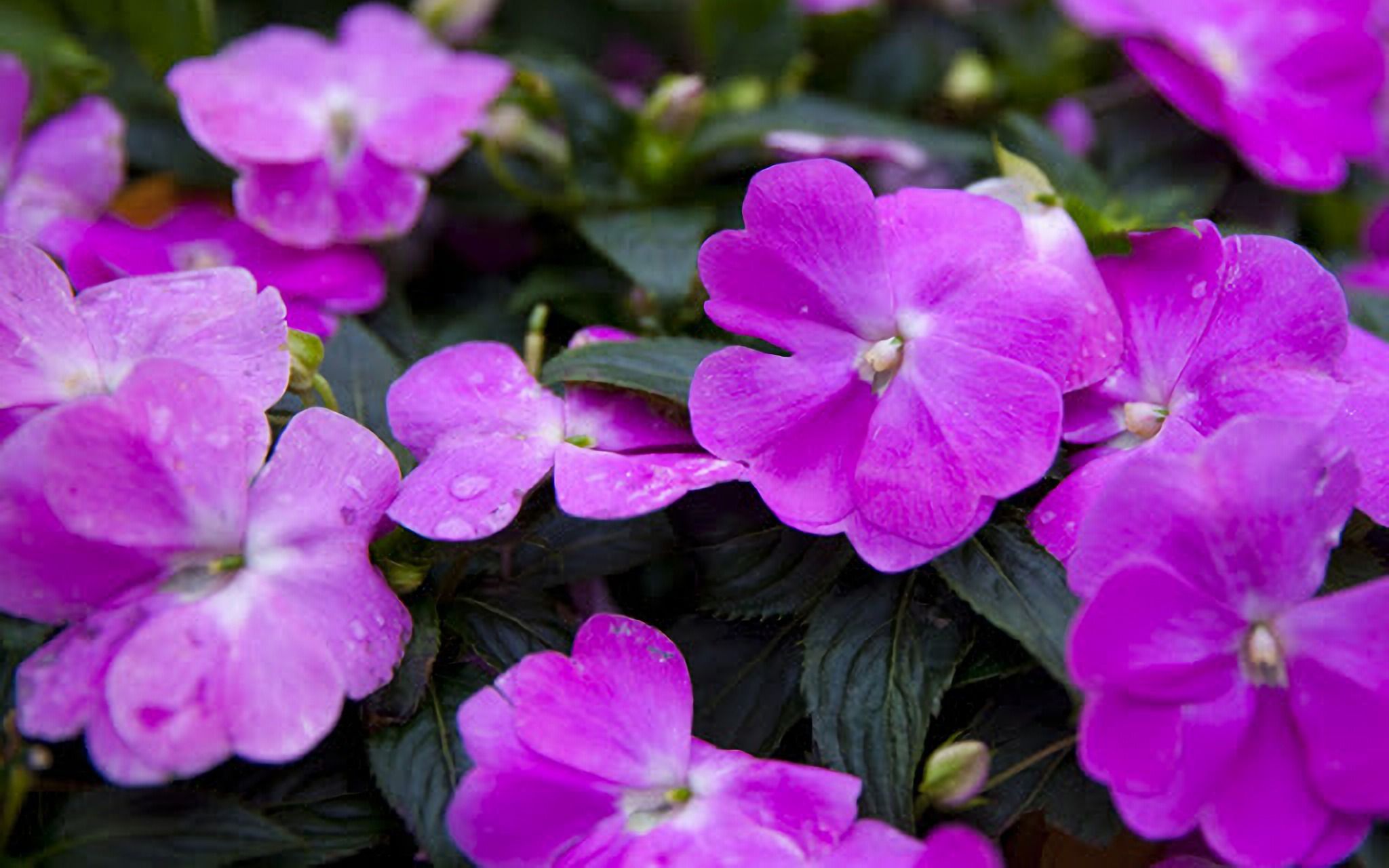 凤仙花被人叫指甲花,因为它能染指甲?其实它真正作用在这里