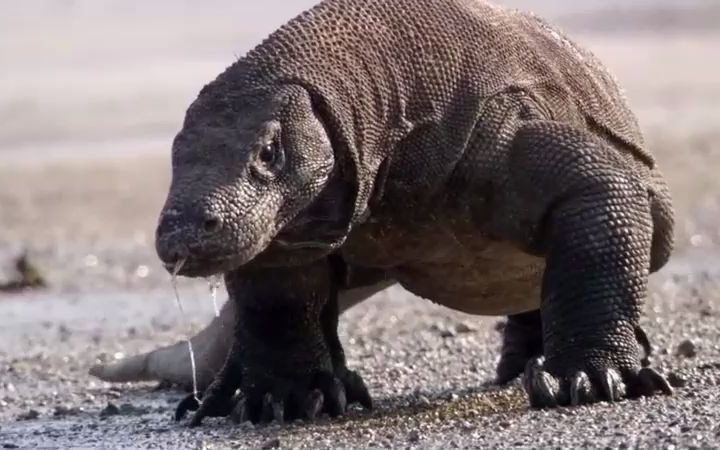 XM02.爬行两栖动物