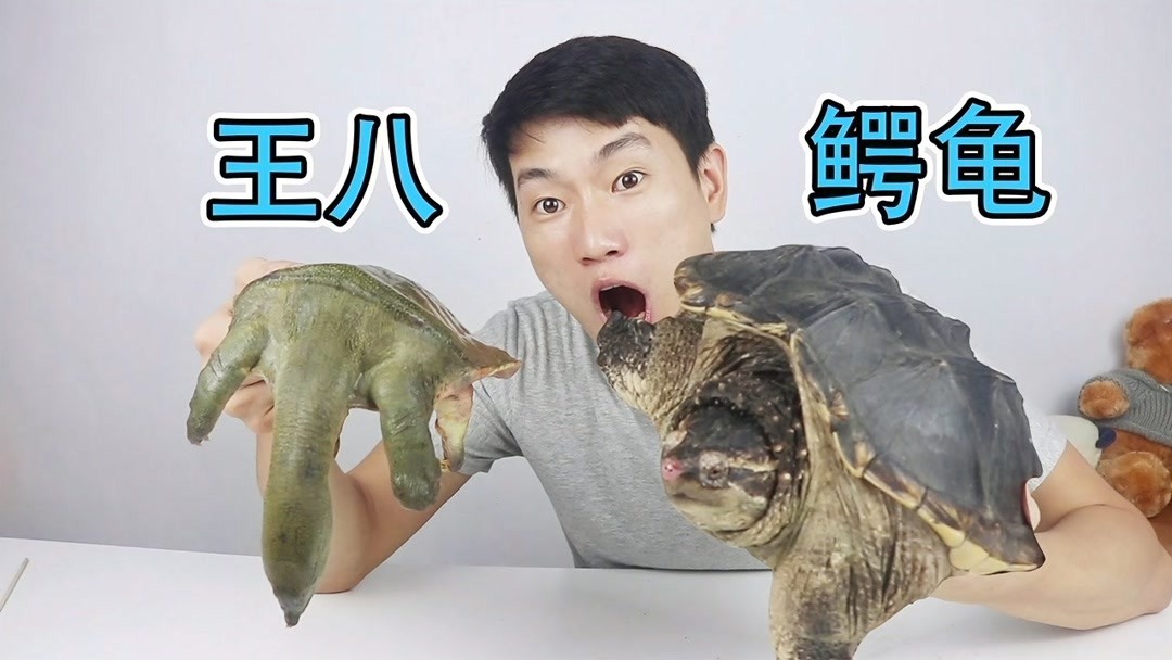 靓仔试吃世界最古老的爬行动物鳄龟,跟甲鱼有多大差別?有多凶?