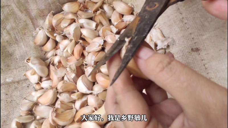 种蒜技巧:在种蒜前要做到这5点,蒜苗出苗快又高产