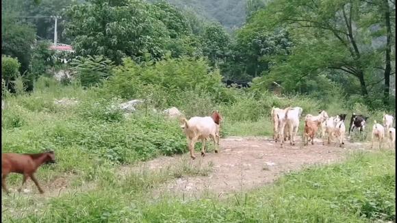 撒撒欢儿#风景 #牧场 #田园生活 #旅行 #DOU +抖音小助手