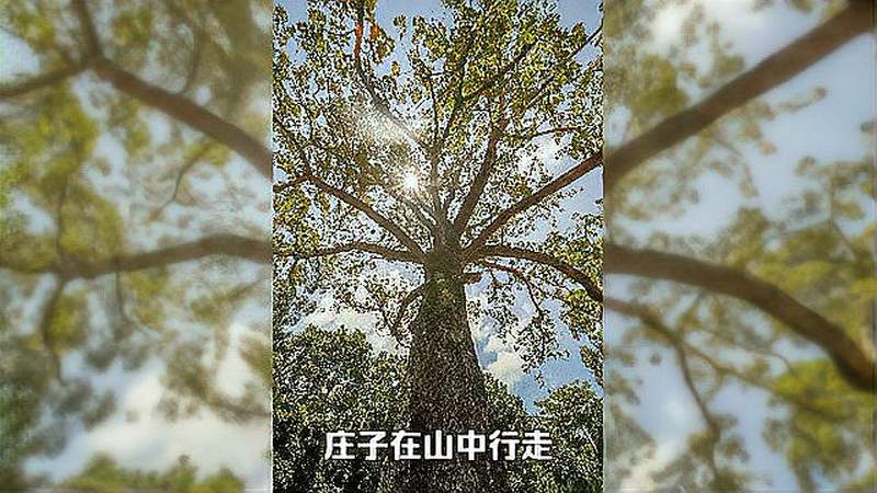 庄子寓言《山木》——人生介于有用和无用之间