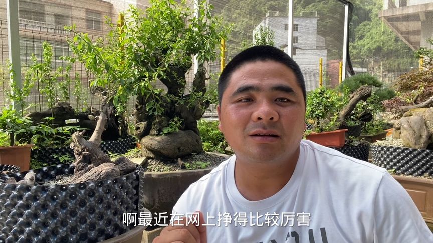 金弹子是乔木好还是灌木好?听听杨大山的看法!