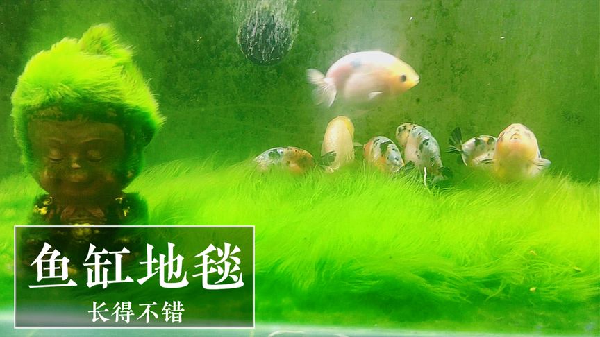 金鱼缸,长出绿色地毯,绿苔足有5厘米长,自制爆藻灯效果很好