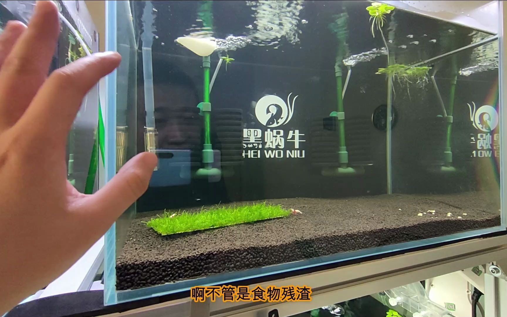 水妖精过滤器对于养殖水晶虾的作用