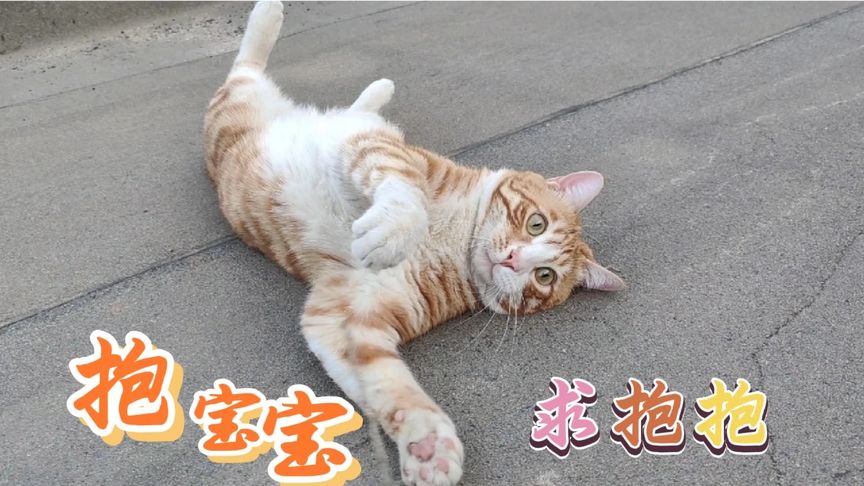 会撒娇的猫咪什么样?我打赌看到的人都会喜欢他撒娇