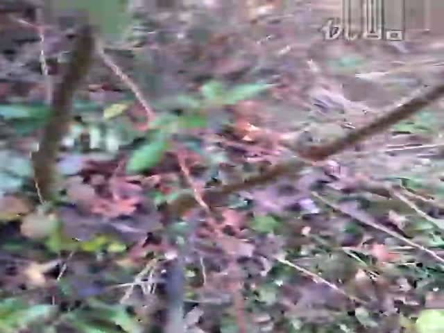 VID_20131127_085910 看夹子 钢丝夹 夹野兔 5斤的大野兔