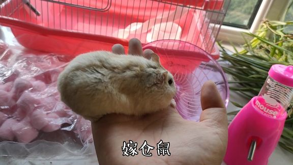 地主家的傻儿子看上皮卡丘,当场给聘礼!母仓鼠会喜欢吗?