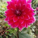 爱喝可乐de慕容菊月 