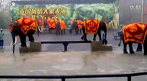 大连森林动物园大象表演