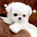 衣角达芬奇硅QQ 
