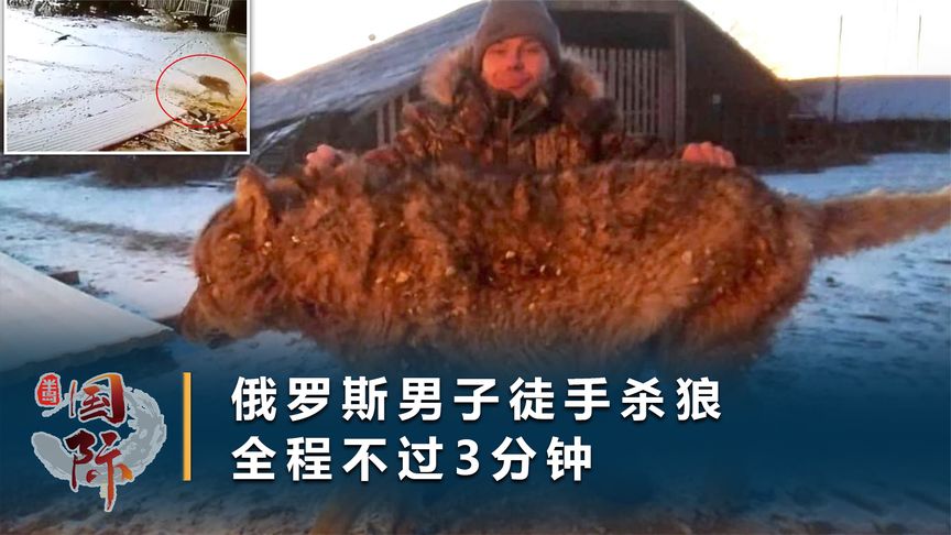 巨大野狼咬死两只护卫犬,俄罗斯农夫徒手将其勒死,全程仅3分钟