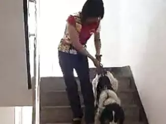 ...泰迪上厕所 加微信 goodtaidi 获得8G训狗教程全集 训练狗狗定点排便