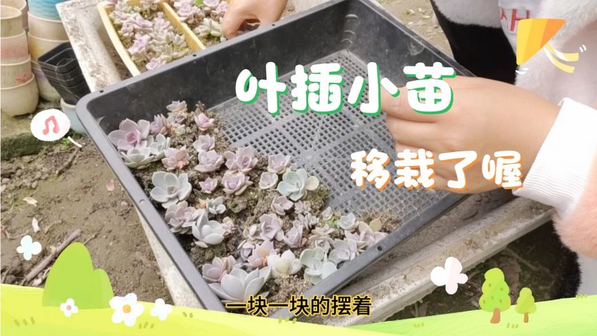 叶插苗生长过程中可以适当的移栽一下,这样可以让它们长的更好