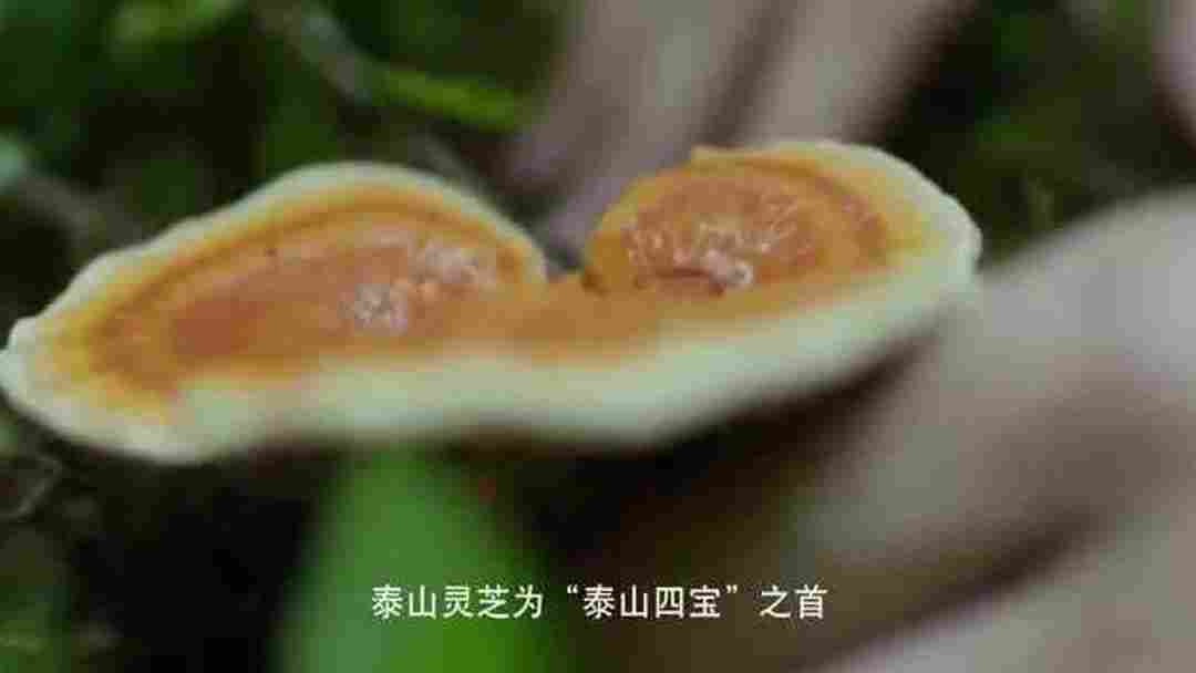 灵芝孢子油的质量和什么有关系