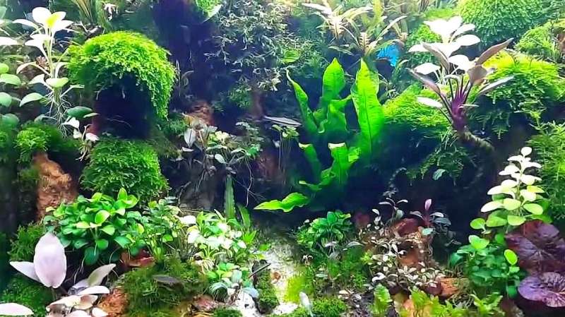 自然清新的鱼缸,一看就是设计师的手笔,这造景太美了