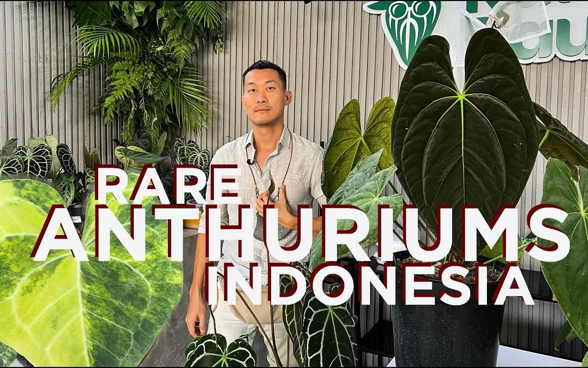 在印度尼西亚的珍稀花烛杂交和锦化植物展会 - 厂商精选 @ Anthurium...