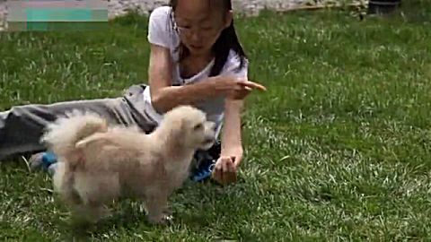 怎么训练狗狗定点大小便 怎么教小狗在固定的地方大小便 狗训练视频