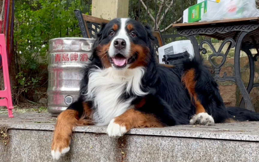 你的白毛给我这个夏天划上句号,我愿陪你等下个春天来到