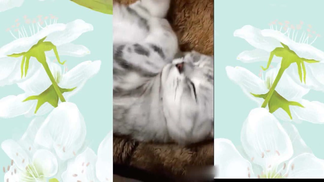 抖音爆笑视频:小猫眯撒娇,太可爱了