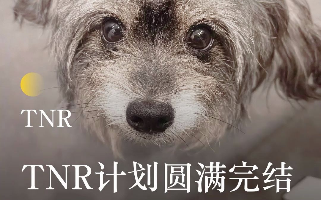 TNR计划圆满结束,我们用爱终止流浪