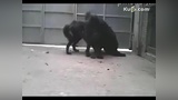 藏獒打架视频 终极格斗 视频