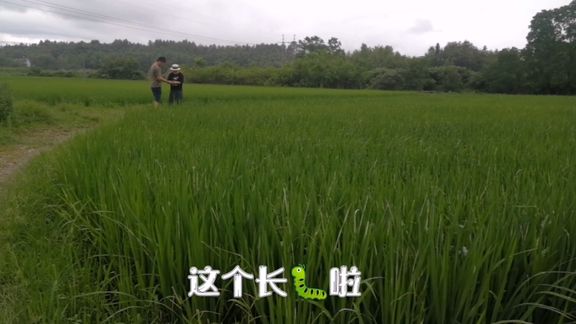 来稻田里巡逻一下稻子的生长情况,看看长势如何?