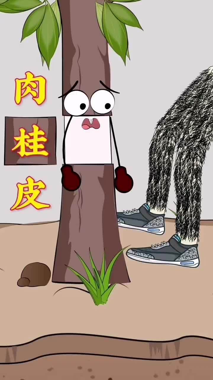 把肉桂树皮环剥后,喷上再生剂,可促进树皮再生哦!
