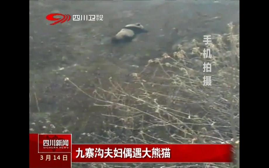 【野生大熊猫】九寨沟夫妇偶遇大熊猫