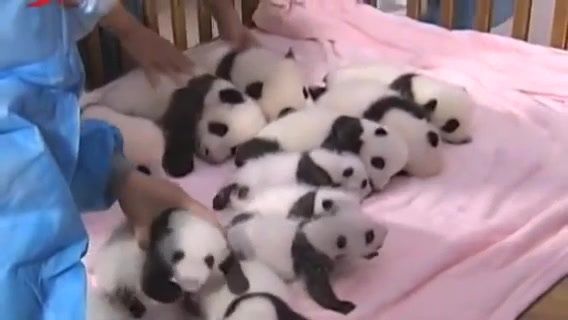 中国国宝:滚滚大熊猫,卖萌,抱腿,耍无赖,自带翻滚效果