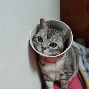 萌宠妈妈的日常 