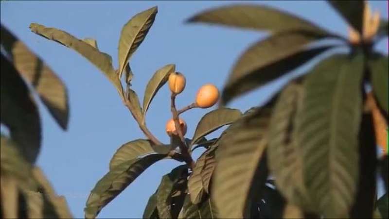种植枇杷如何发展,听听成功人士怎么说