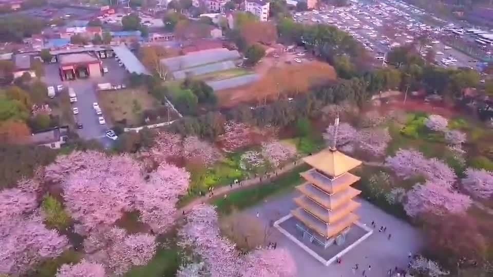 武汉的樱花,美吗?~我能不能上热门呀