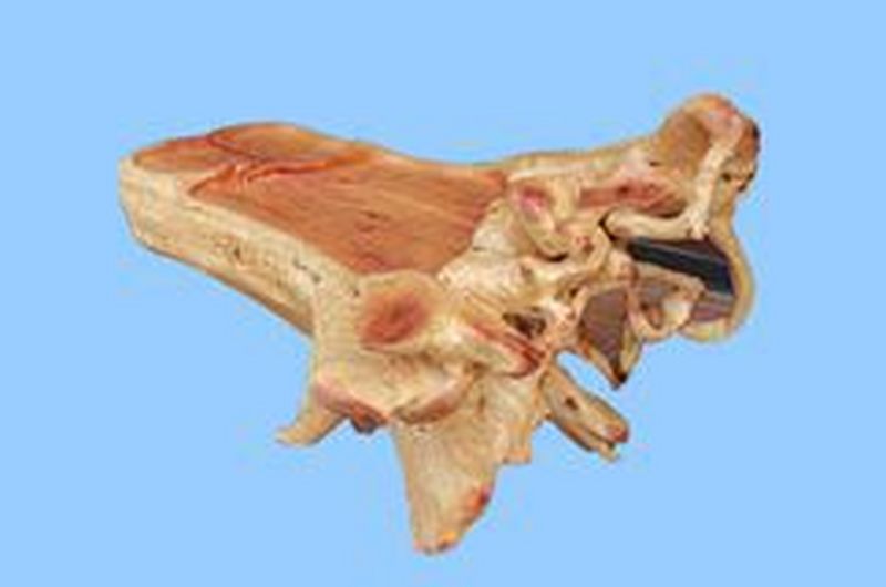 【秒懂百科】原来香椿木长这样